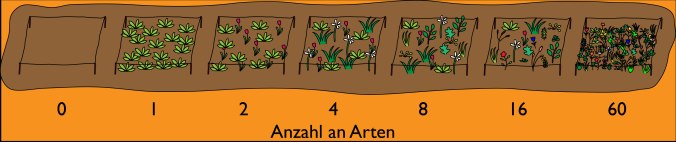 Wie Pflanzliche Biodiversität die Gesundheit des Bodens Erhöht | Colors ...