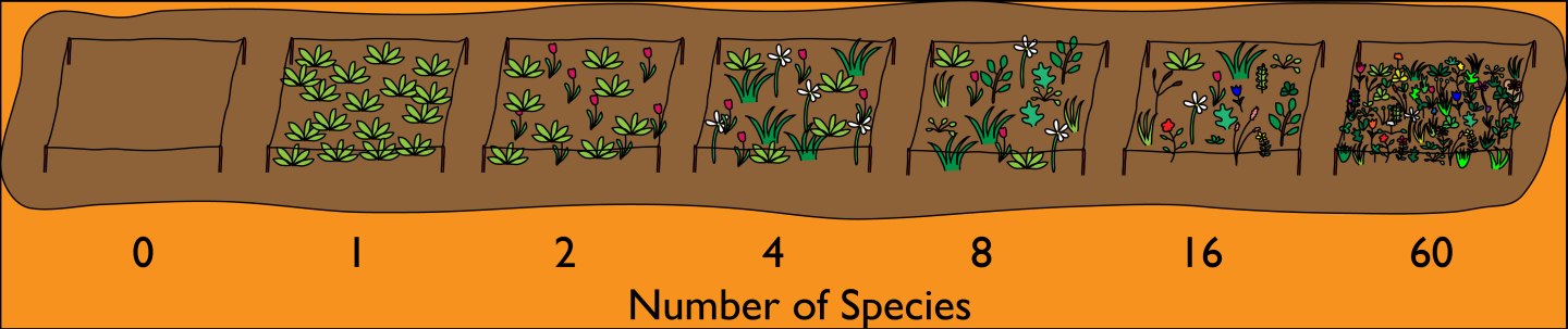 How Plant Biodiversity Improves Soil Health | Colors of science